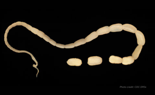 Dipylidium caninum, The "Flea Tapeworm" of Dogs and Cats: Everything ...