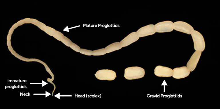 Dipylidium caninum, The "Flea Tapeworm" of Dogs and Cats: Everything ...