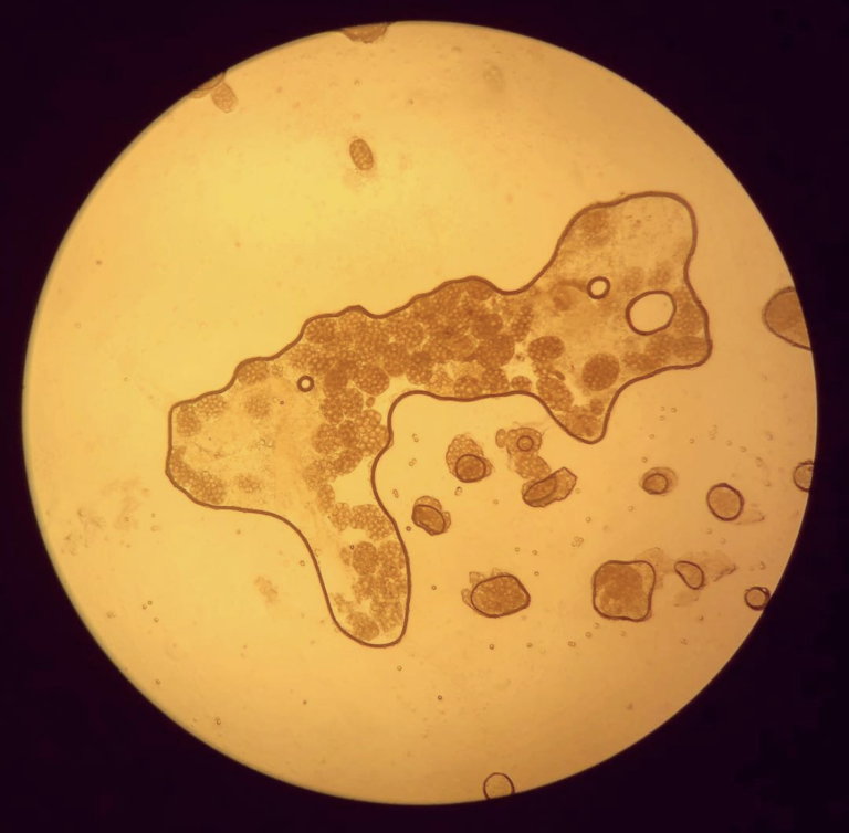 Dipylidium caninum, The "Flea Tapeworm" of Dogs and Cats: Everything ...
